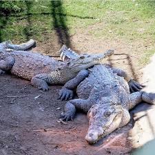 Swamp Safari and Green Grotto Caves | Fun Tours Jamaica